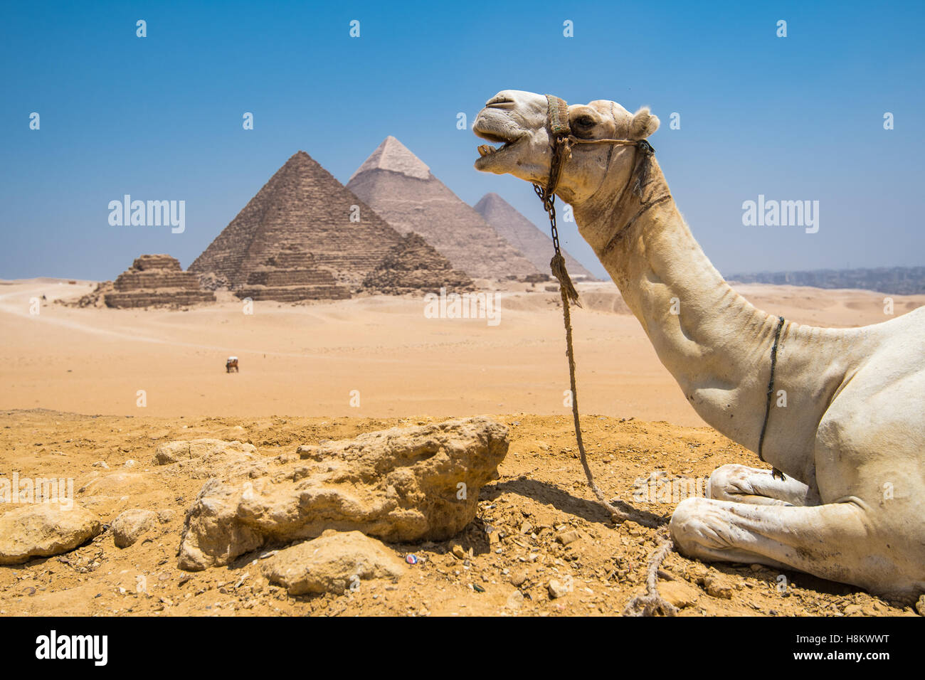 Cairo, Egypt Close up of camel resting in the desert with the three Great pyramids of Giza in ...