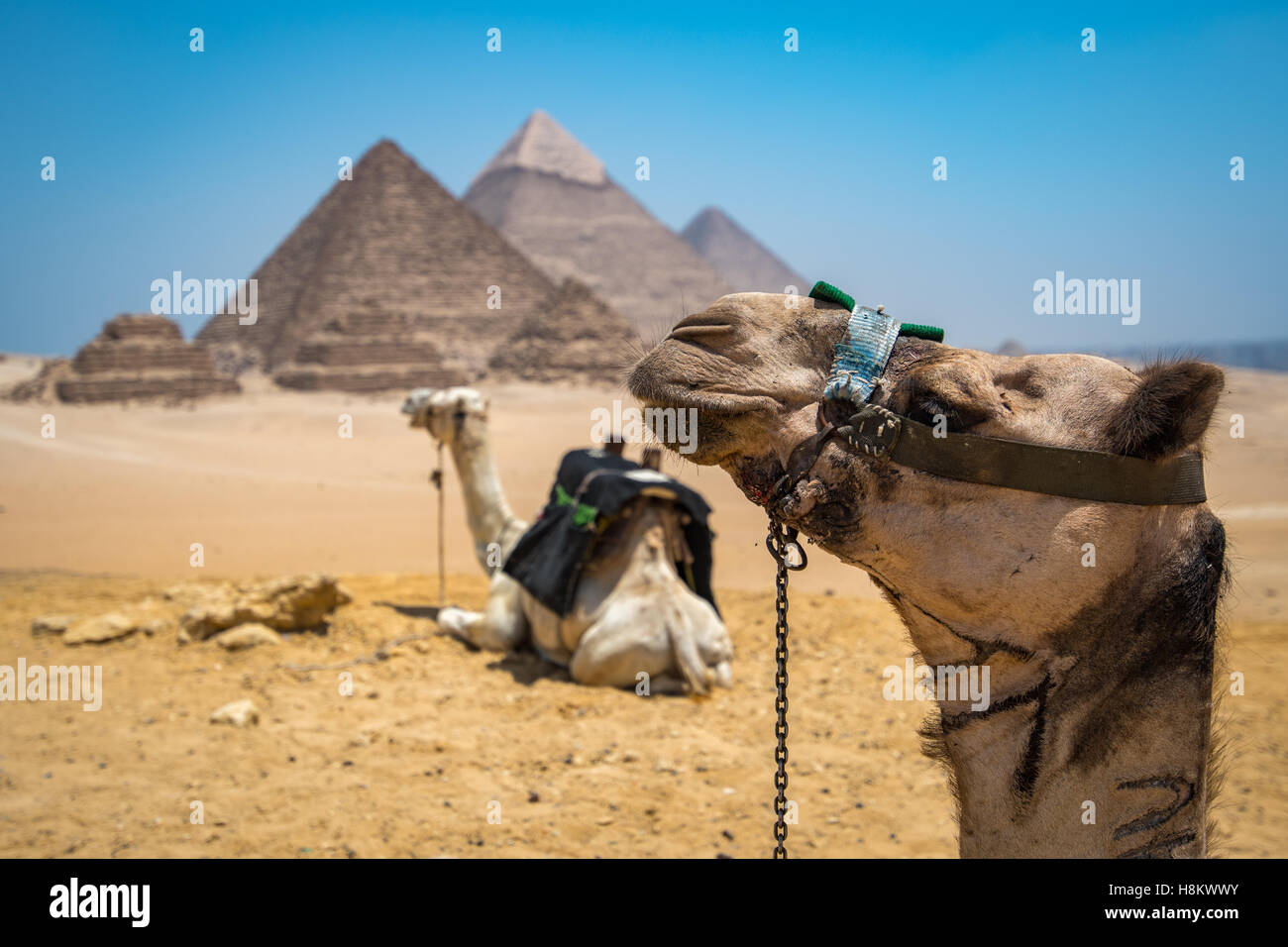 Cairo, Egypt Two camels resting in the desert with the three Great Pyramids of Giza in the ...