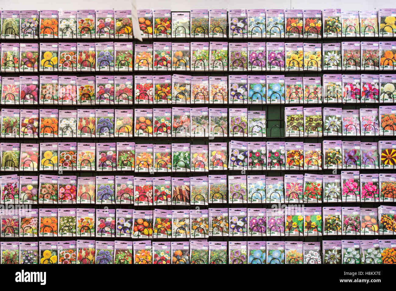 Amsterdam, Netherlands large array of different colored flower seeds ...