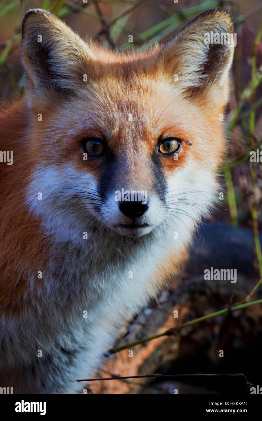 Cody the red fox portrait Stock Photo - Alamy