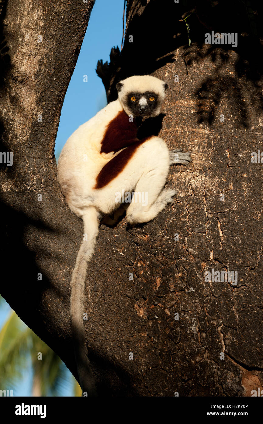 Coquerel's sifaka (Propithecus coquereli) in tree Stock Photo - Alamy