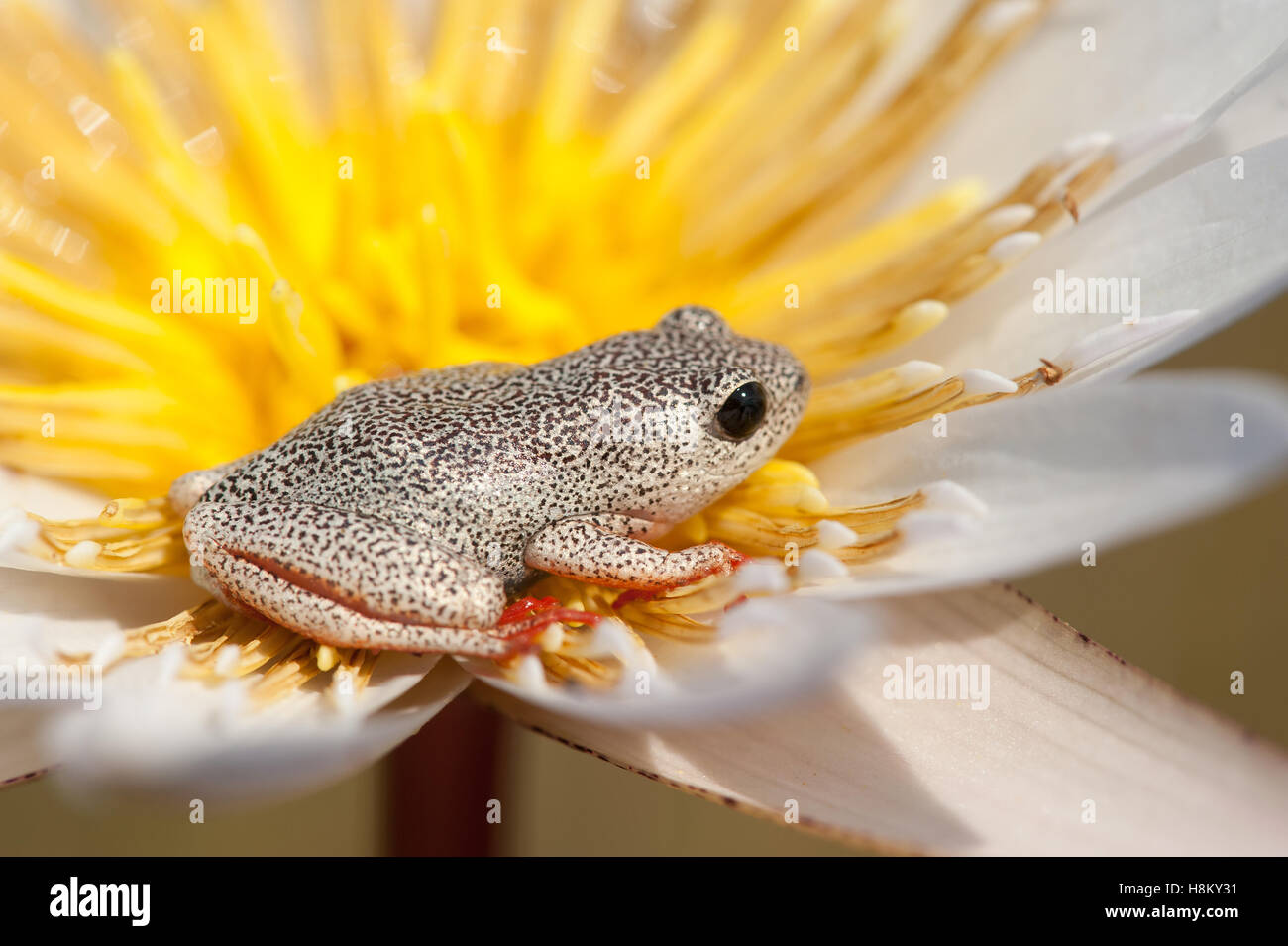 Angolan reed frog (Hyperolius sp) on flower of water lily (Nymphaea ...