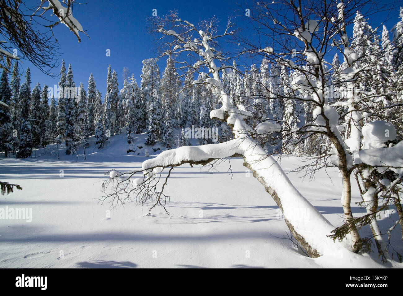 winter scenery, Vuokatti Sotkamo Finland Stock Photo - Alamy