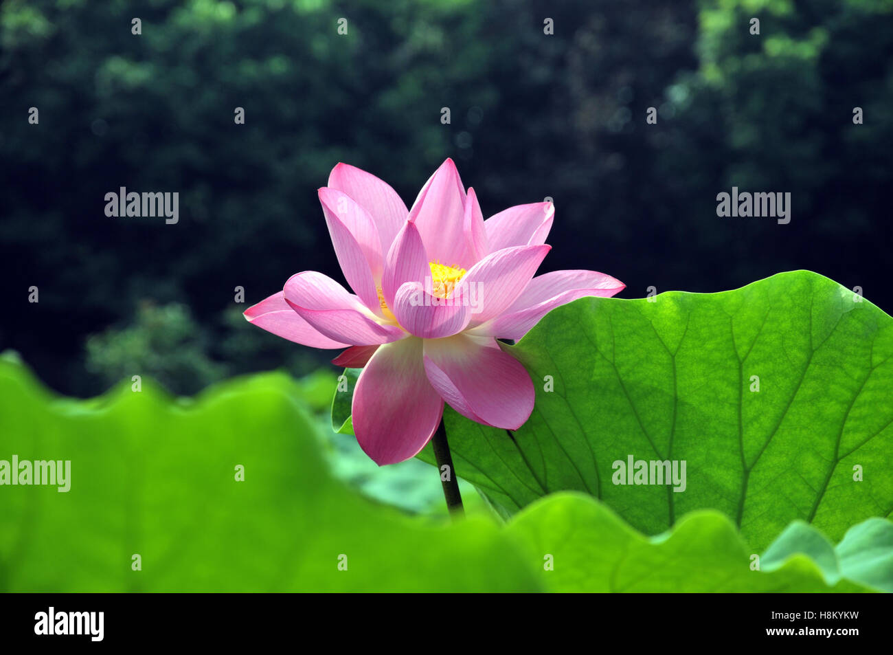 Blossom lotus flowers Stock Photo - Alamy