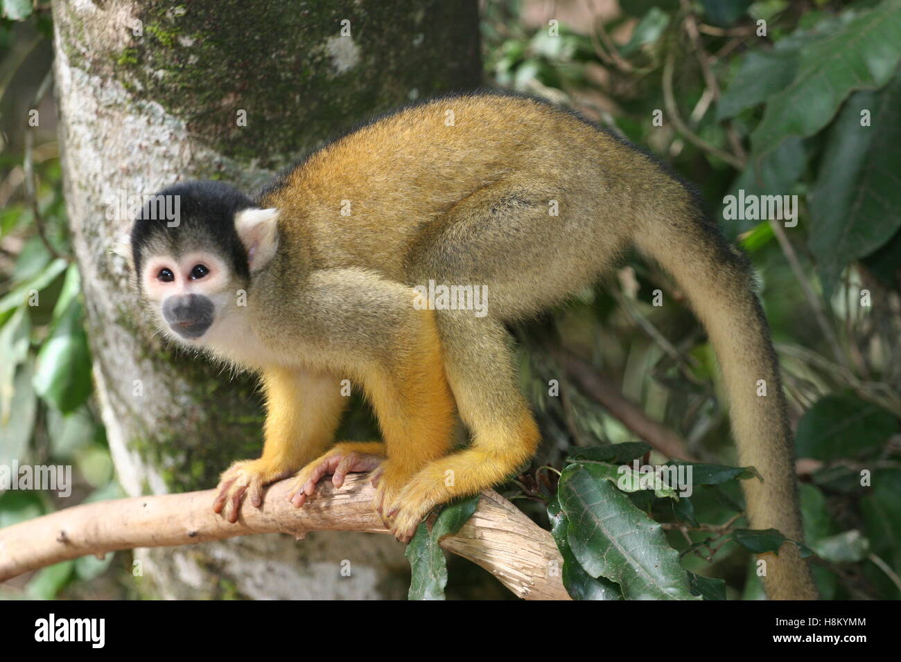 monkey in the wild bush Stock Photo - Alamy
