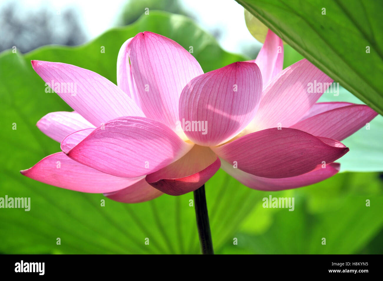 Blossom lotus flowers Stock Photo - Alamy
