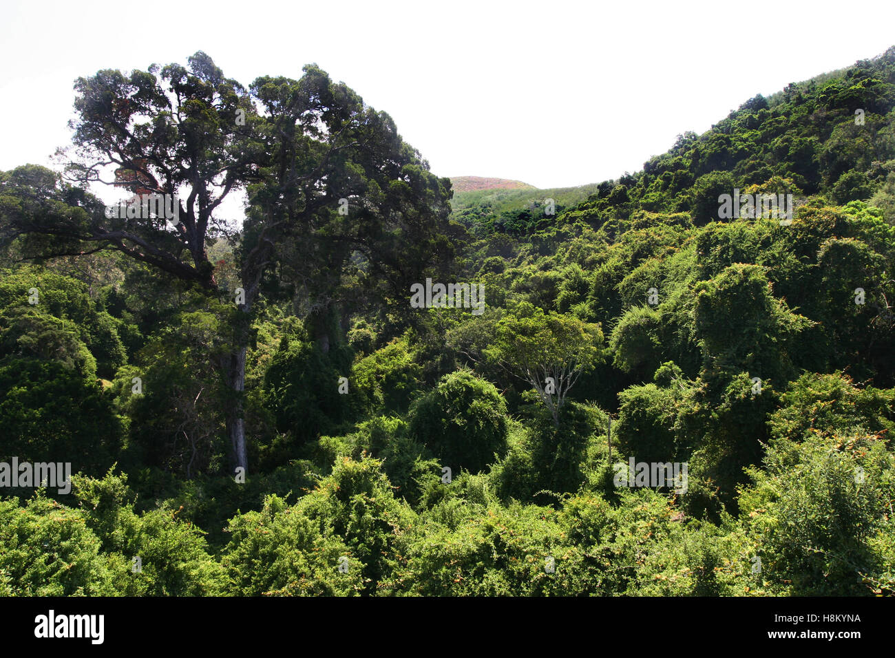 nature valley park in south africa Stock Photo - Alamy