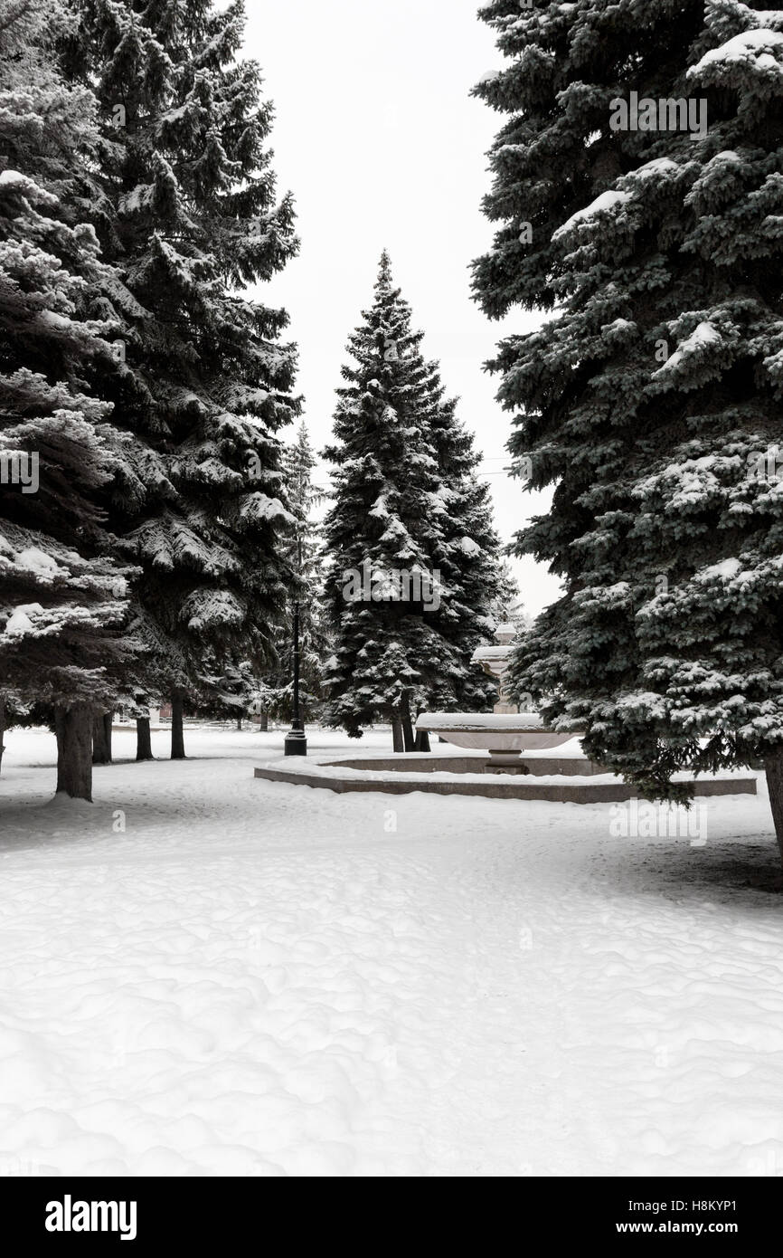 High fir tree growing in a park in winter Stock Photo - Alamy