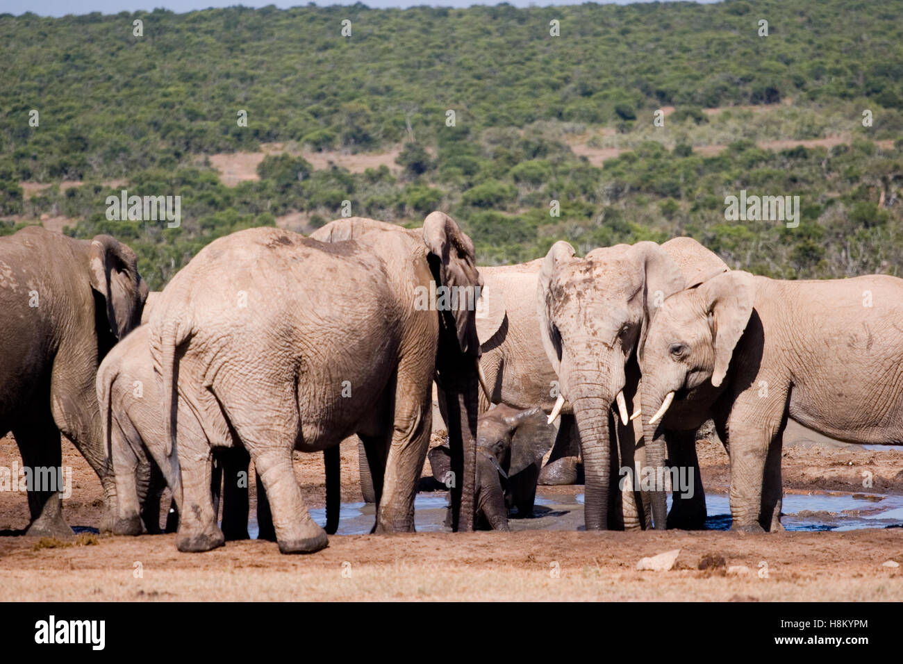 Sud africana hi-res stock photography and images - Alamy