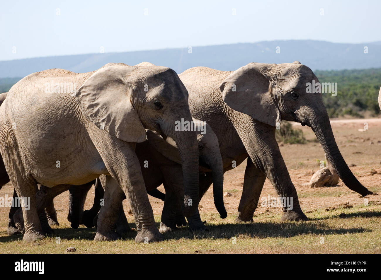 Sud africana hi-res stock photography and images - Alamy