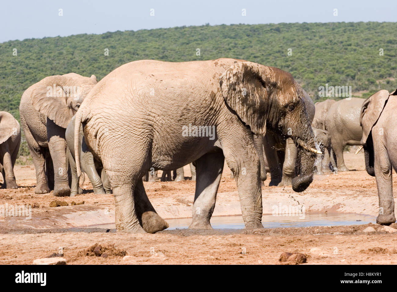 Sud africana hi-res stock photography and images - Alamy