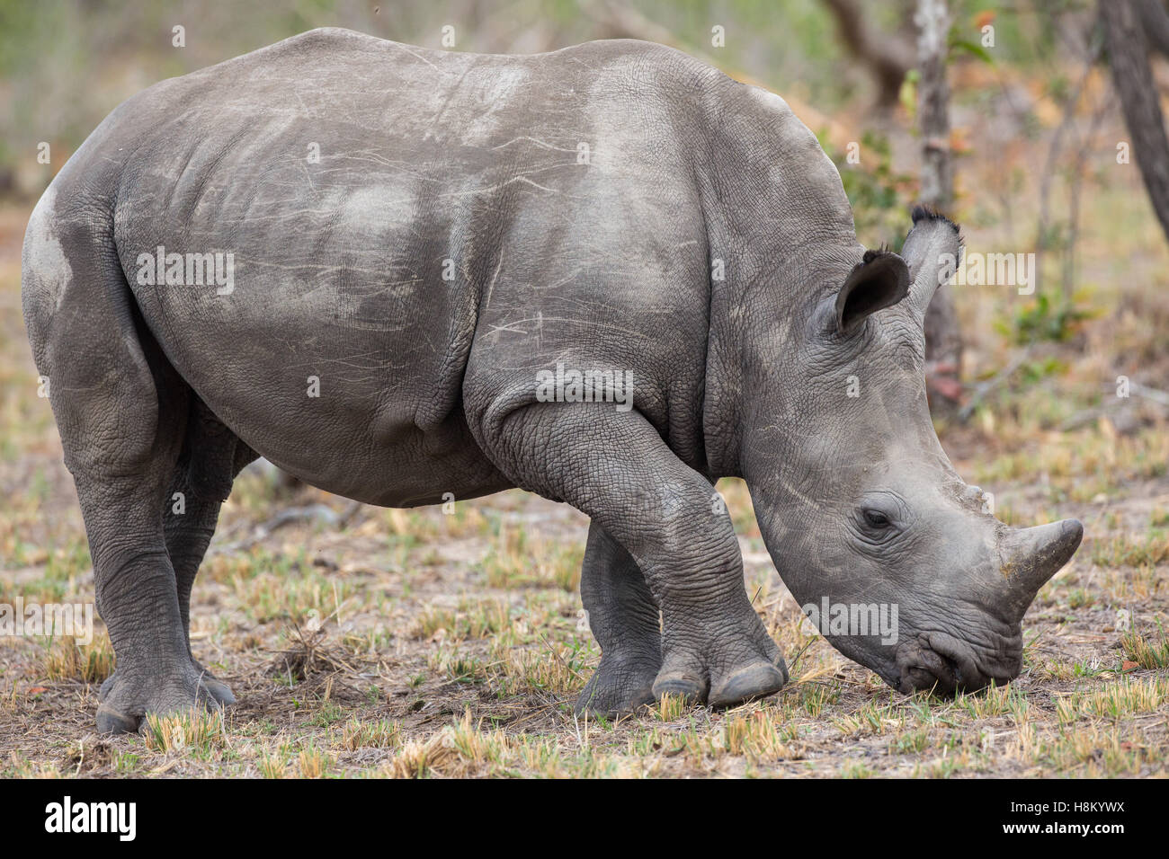 Young rhino hi-res stock photography and images - Alamy