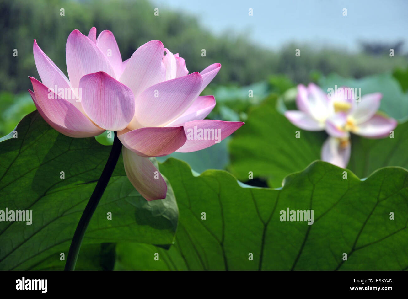 Blossom lotus flowers Stock Photo - Alamy