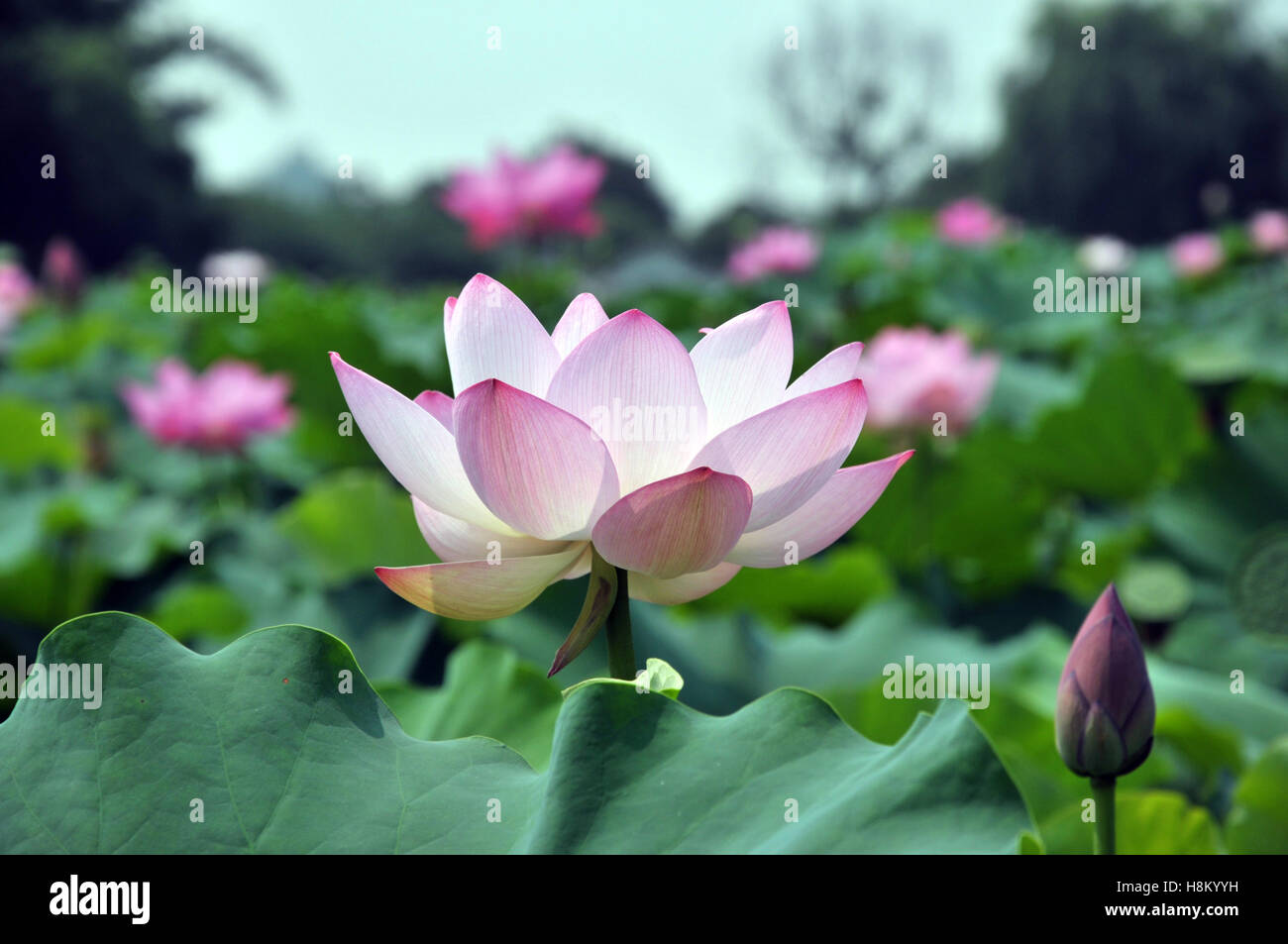 Blossom lotus flowers Stock Photo - Alamy