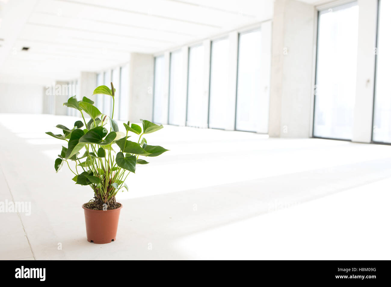 Potted plant in empty office space Stock Photo - Alamy