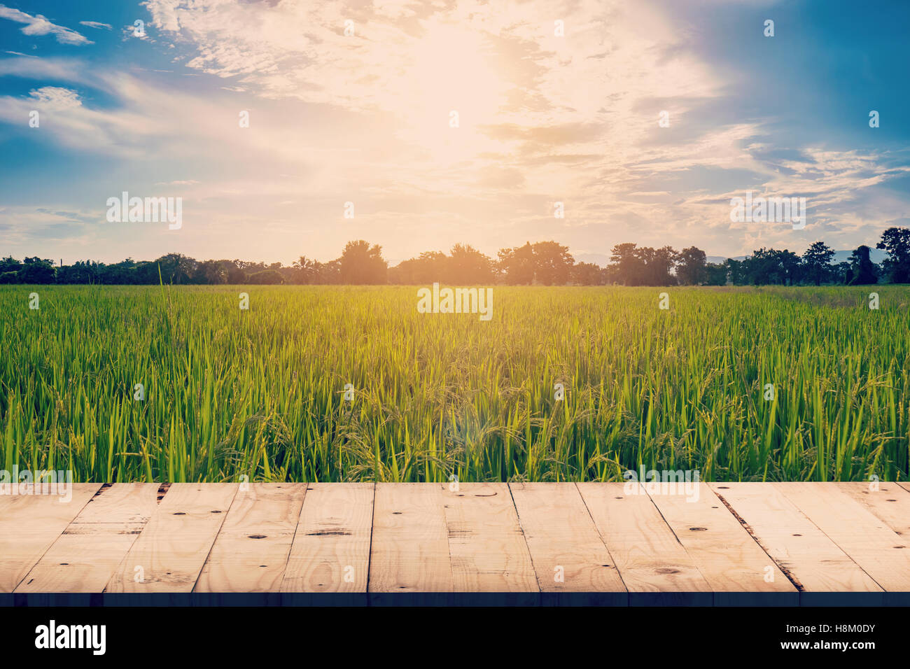 Rice field and wood table background with space display for product ...
