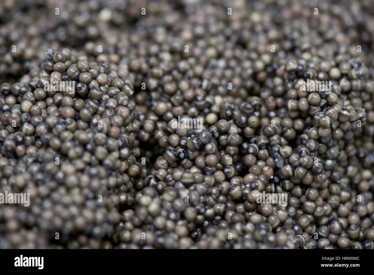 Caviar processing plant, close-up of sturgeon eggs, Europe Stock Photo ...