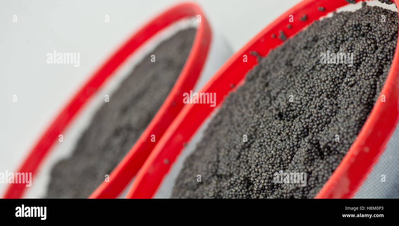 Caviar processing plant, close-up of sturgeon eggs, Europe Stock Photo ...