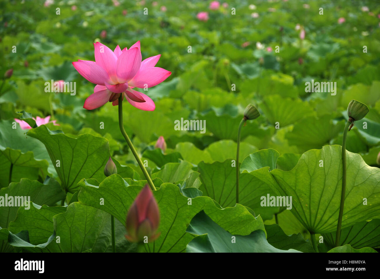 Blossom lotus flowers Stock Photo - Alamy