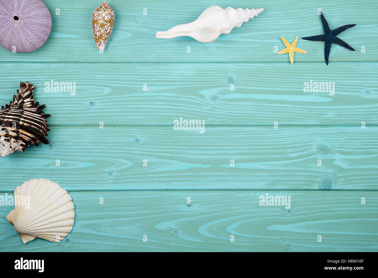 overhead of a collection of shells Stock Photo - Alamy