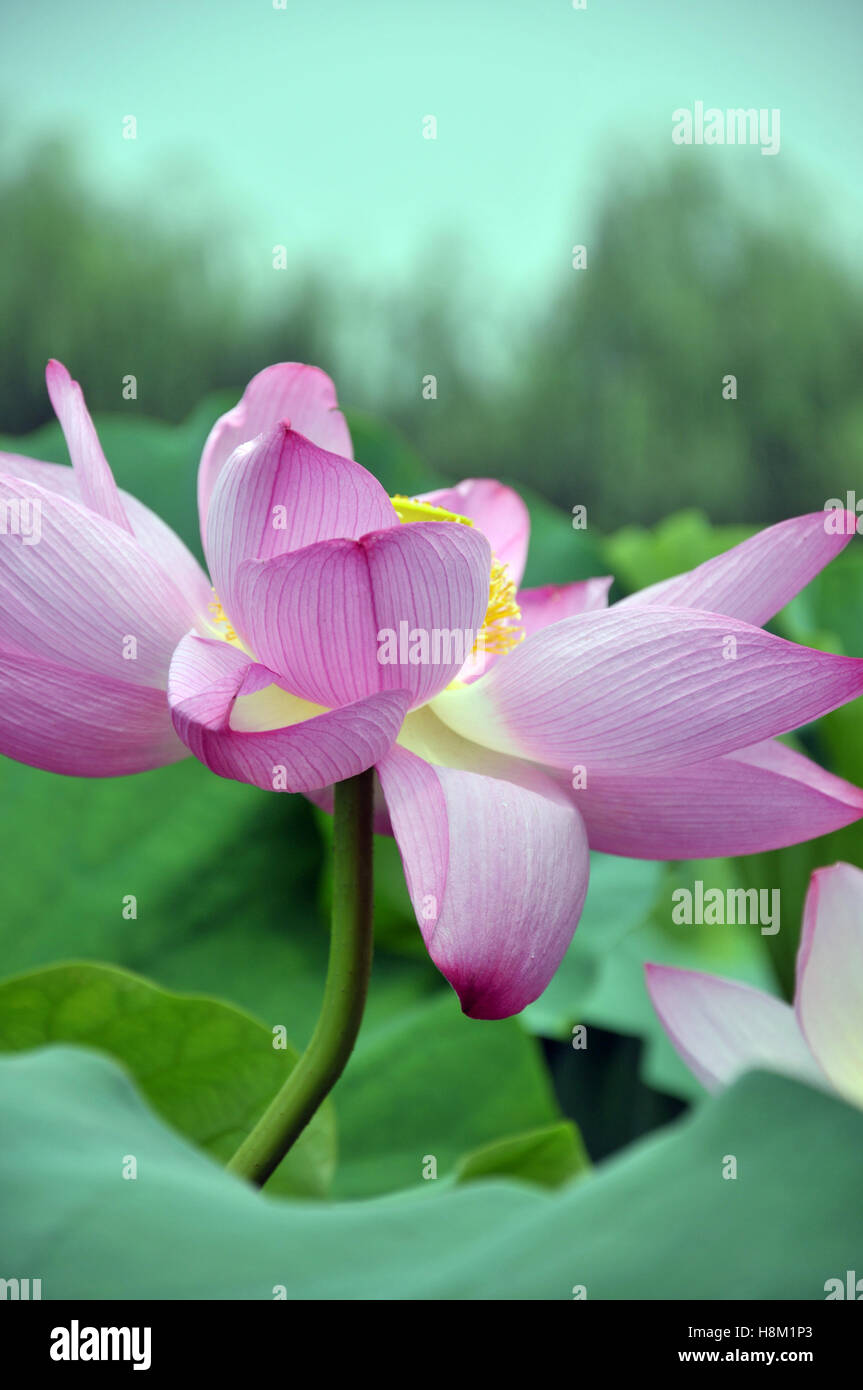 Blossom lotus flowers Stock Photo - Alamy