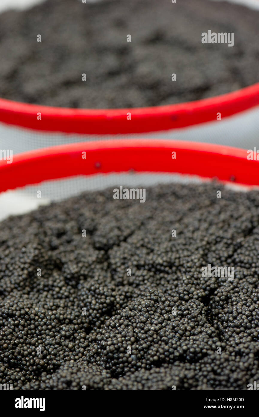 Caviar processing plant, close-up of sturgeon eggs, Europe Stock Photo ...