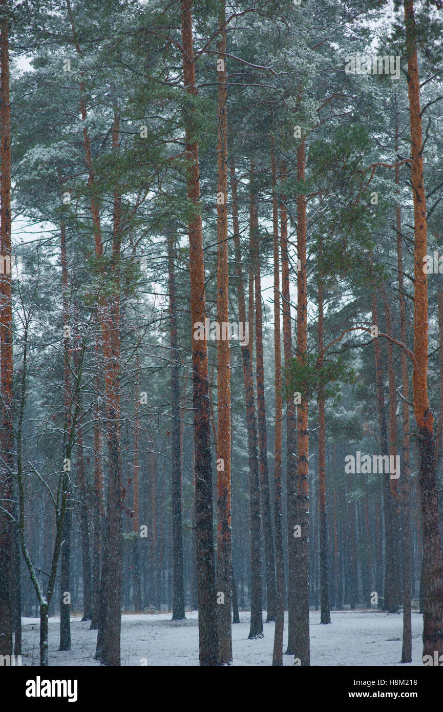 Beautiful winter forest pine hi-res stock photography and images - Alamy