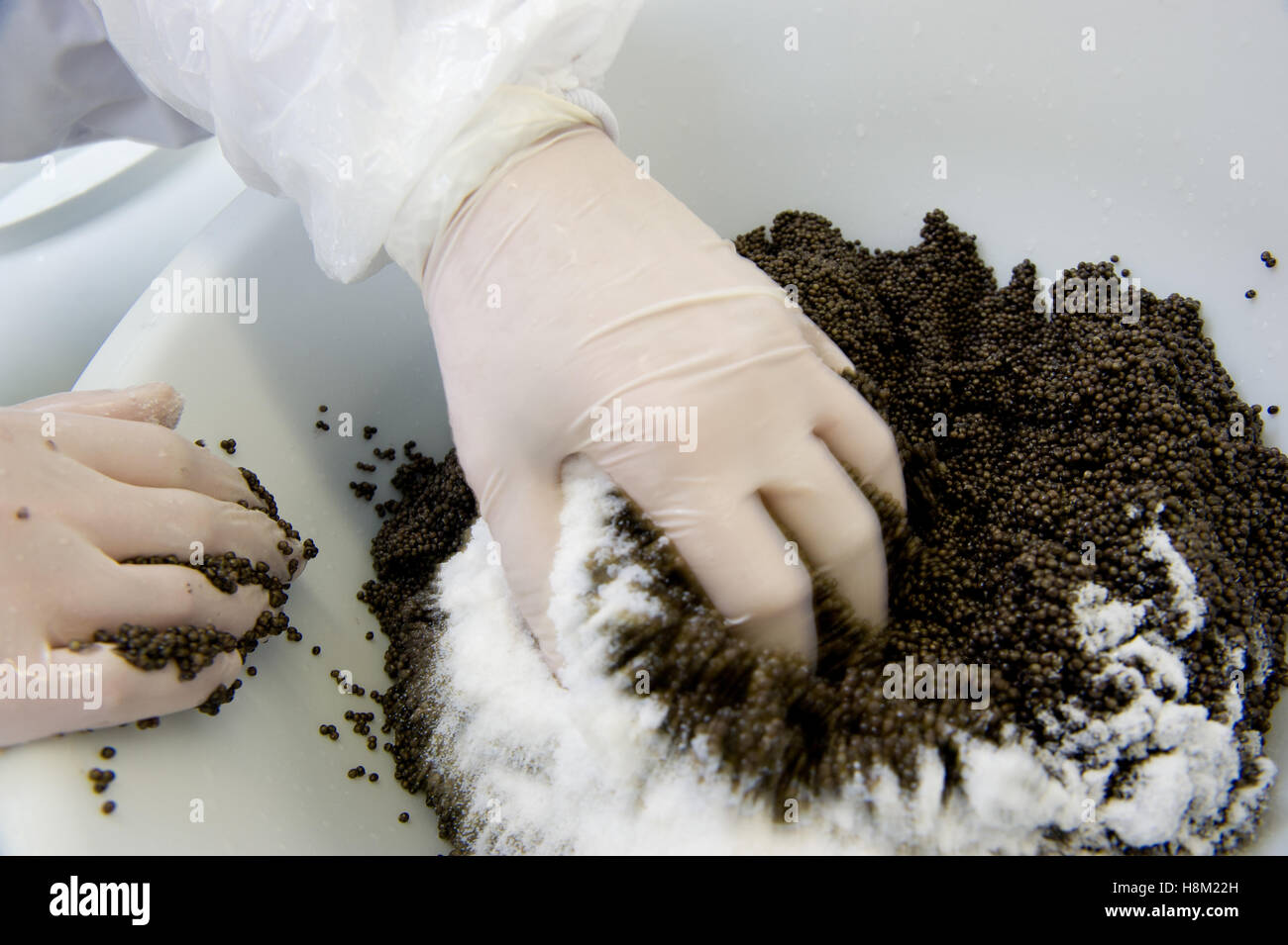 Caviar processing plant, worker mixing sturgeon eggs with salt in a ...