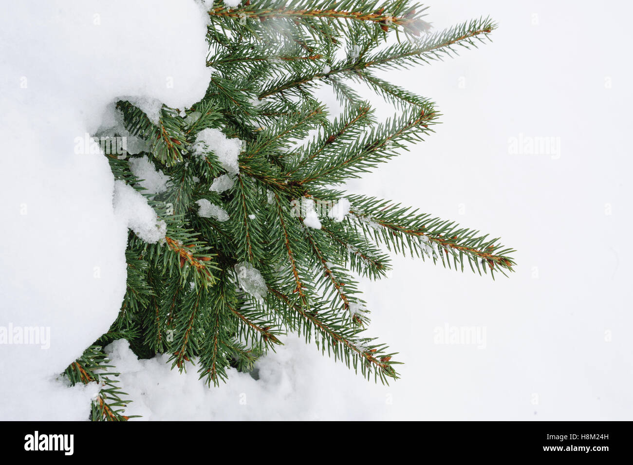 snow-covered branch in Winter Park Stock Photo - Alamy