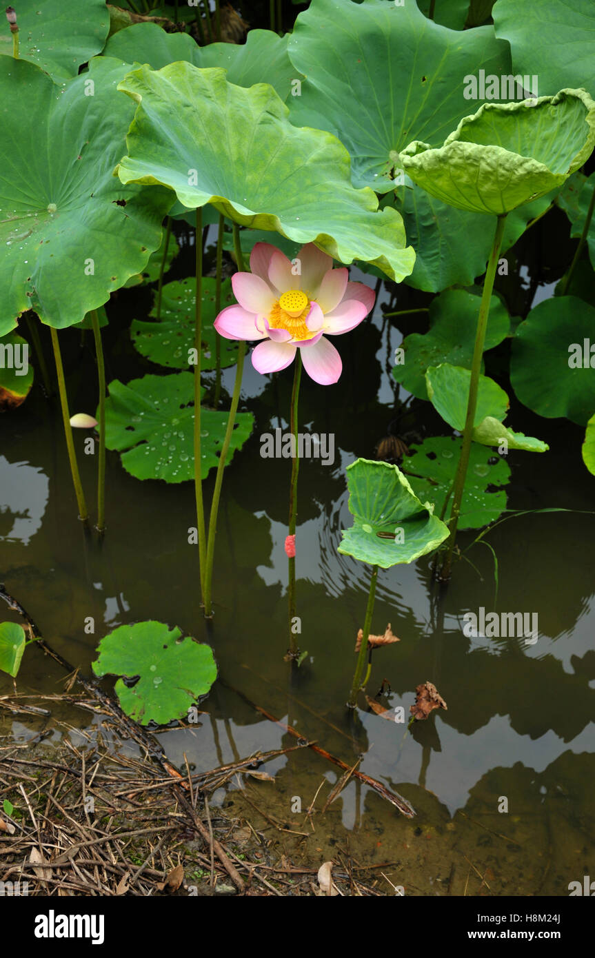 Blossom lotus flowers Stock Photo - Alamy