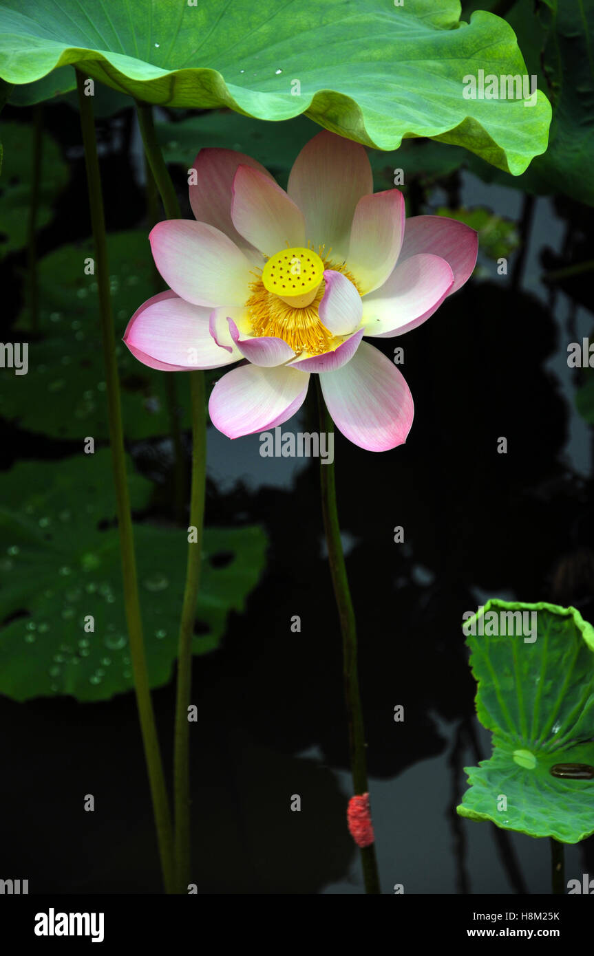 Blossom lotus flowers Stock Photo - Alamy