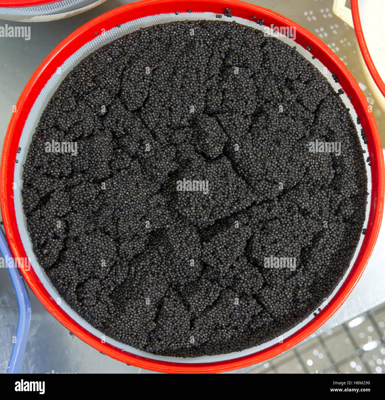 Caviar processing plant, close-up of sturgeon eggs, in a basin, Europe ...