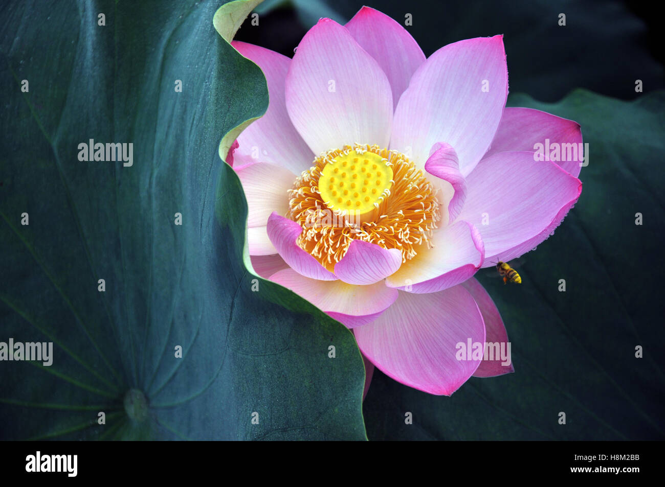 Blossom lotus flowers Stock Photo - Alamy