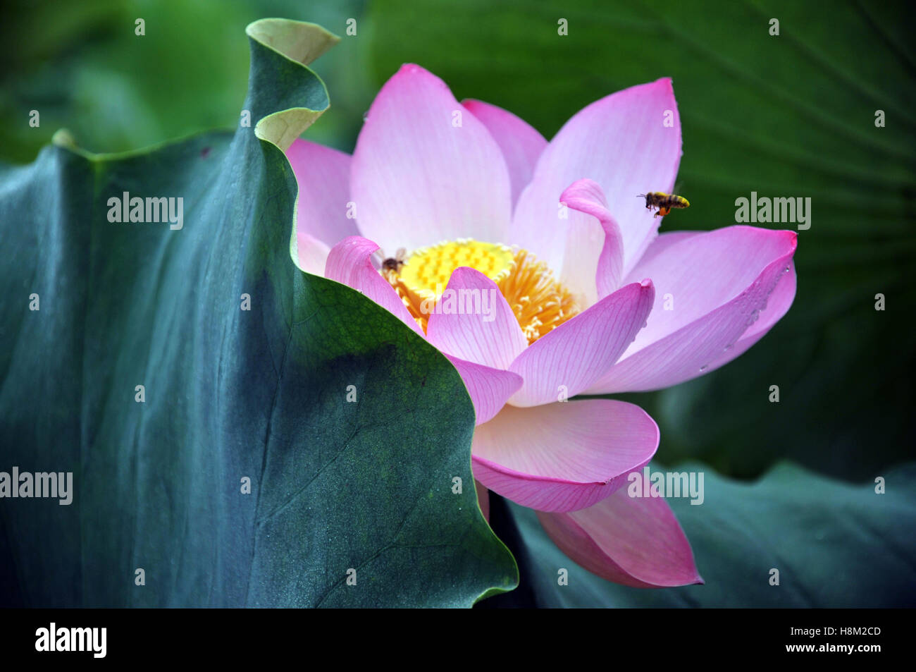 Blossom lotus flowers Stock Photo - Alamy
