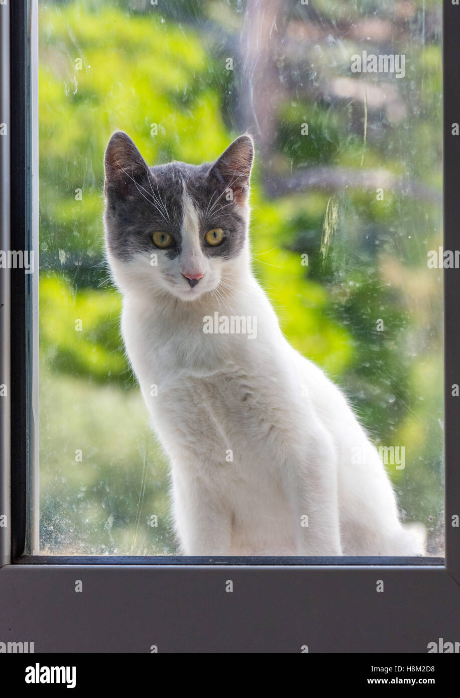 White cat with grey gray ears looking in through dirty glass window ...