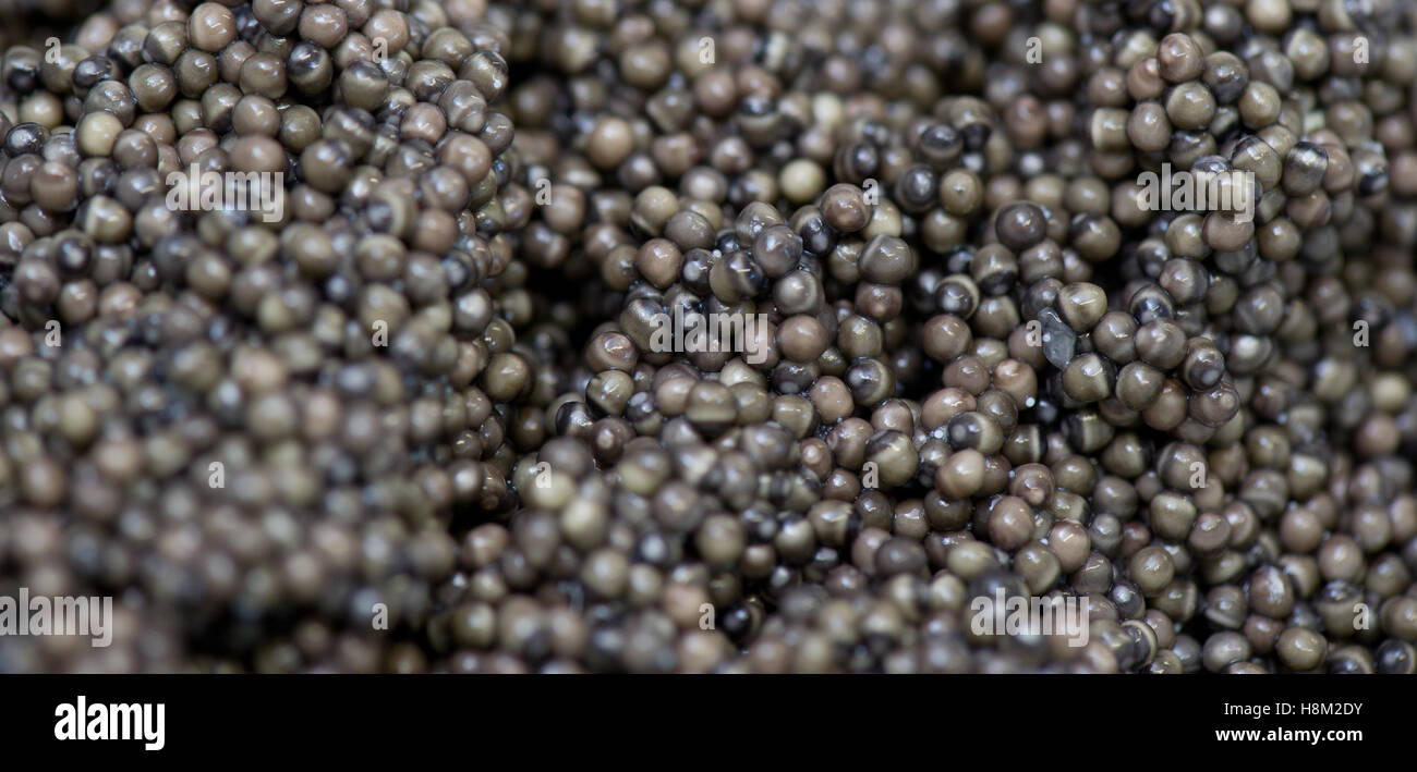 Caviar processing plant, close-up of sturgeon eggs, Europe Stock Photo ...