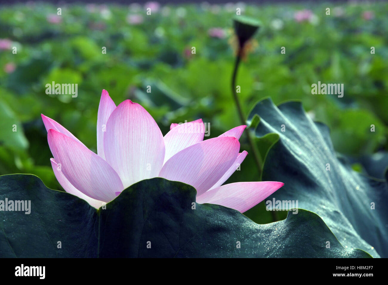 Blossom lotus flowers Stock Photo - Alamy