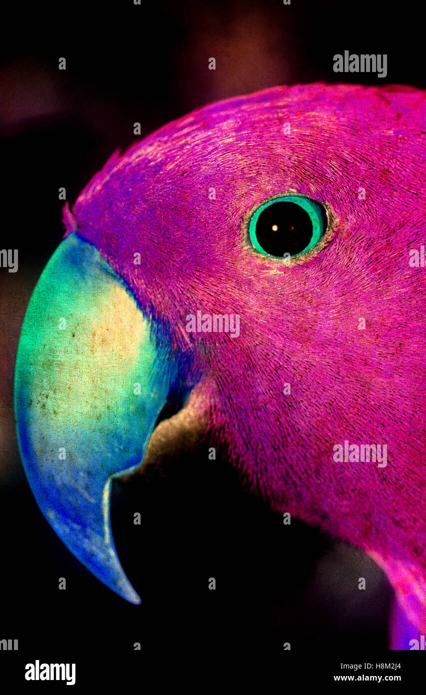 Pink parrot hi-res stock photography and images - Alamy