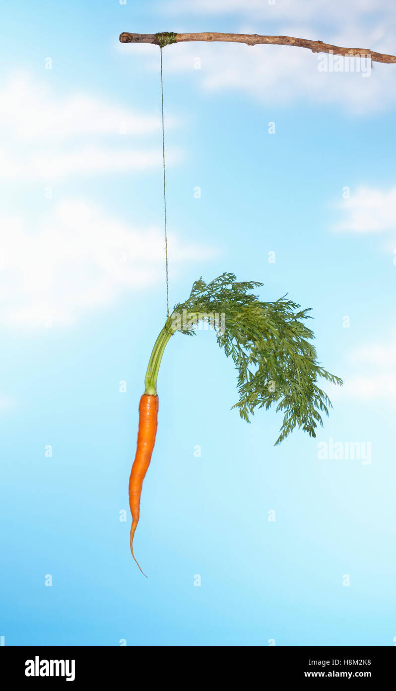 Dangling Carrot From Stick Stock Photo - Alamy