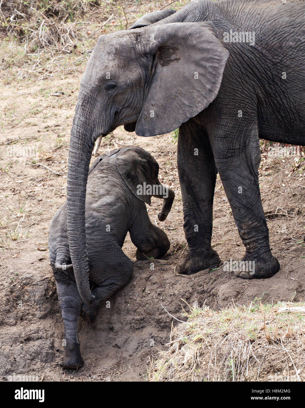 Helping baby elephant hi-res stock photography and images - Alamy