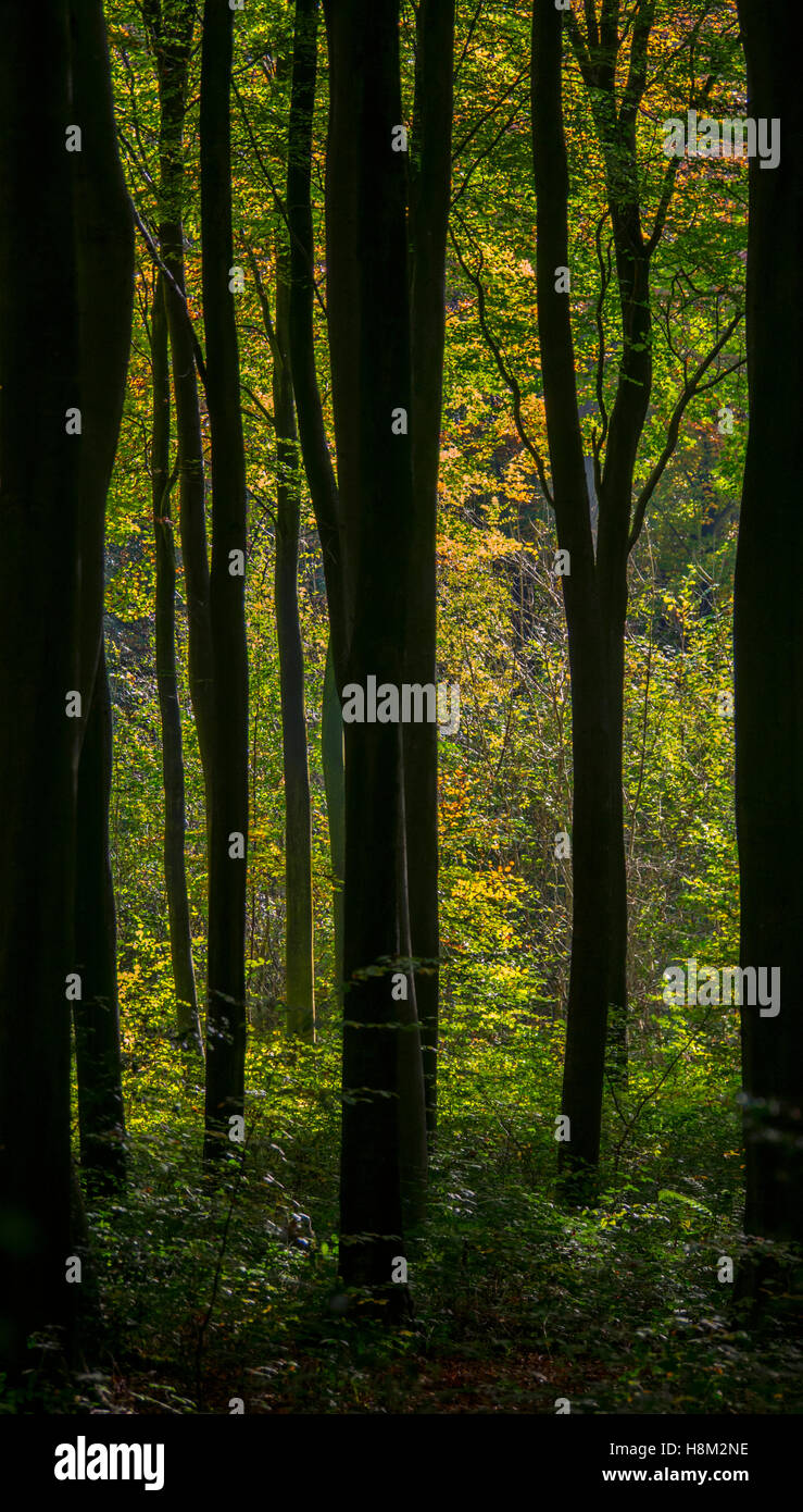 Early autumn among the silver birch trees of an English wood. Eartham ...