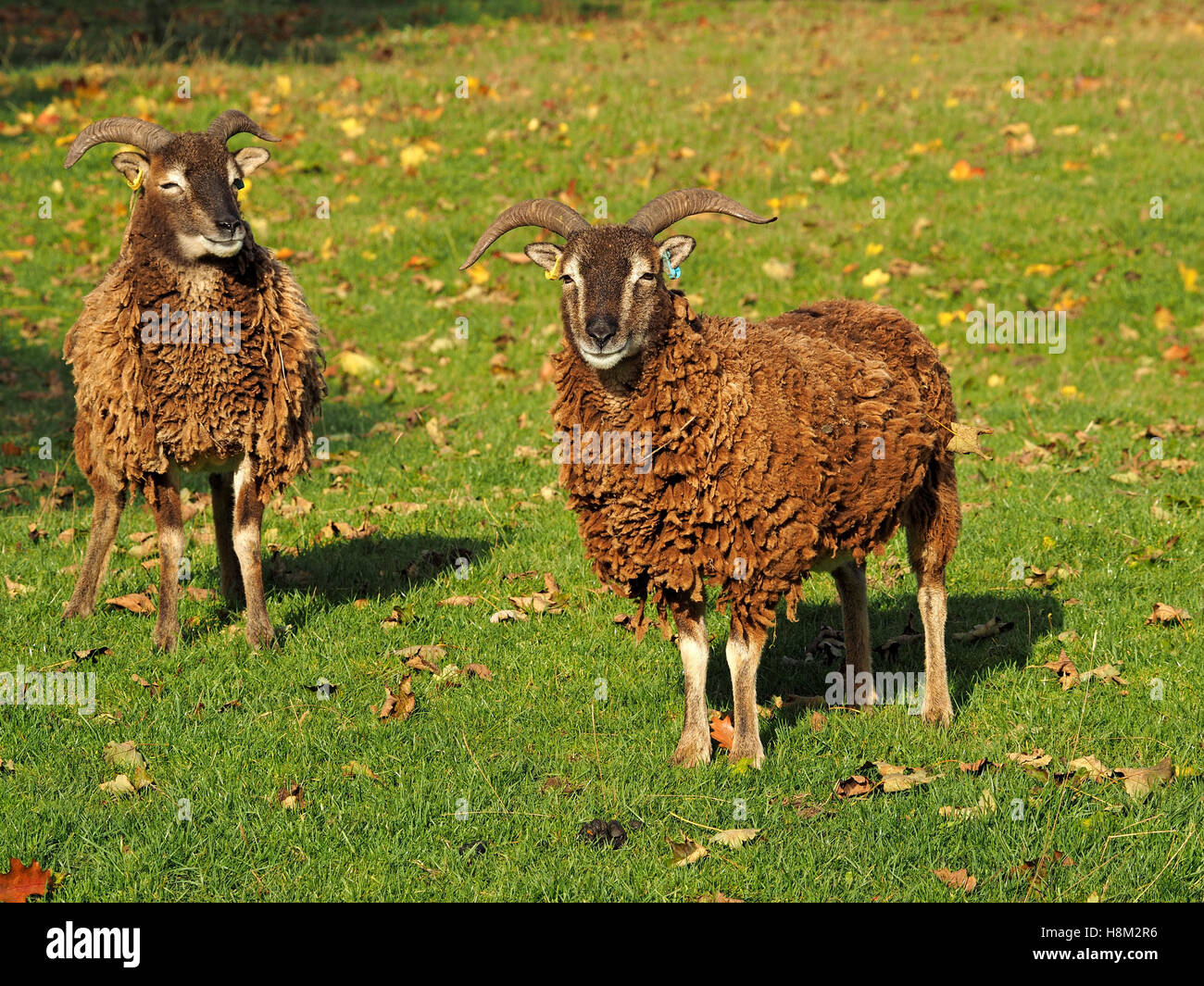 Soay sheep ovis aries in hi-res stock photography and images - Alamy