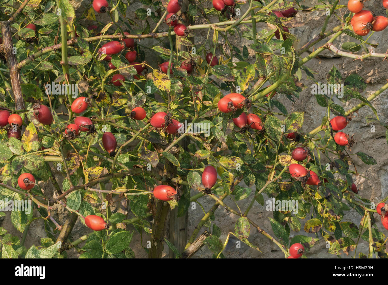 Rose Hip on their shrub Stock Photo - Alamy