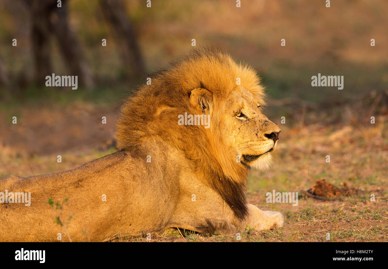 Male lion side view nobody hi-res stock photography and images - Alamy