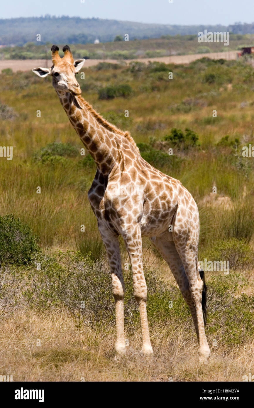 giraffe in the african bush Stock Photo - Alamy