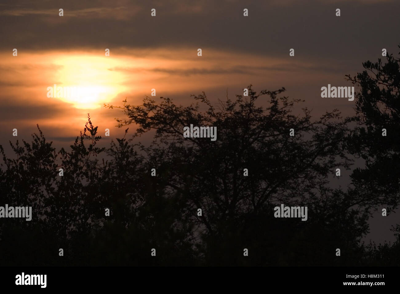 african sunset in the bush Stock Photo - Alamy
