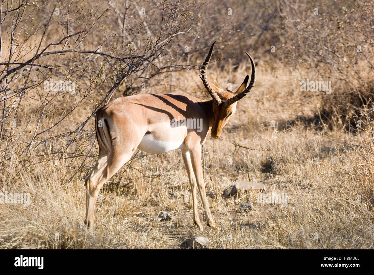 antelopes in the african bush Stock Photo - Alamy