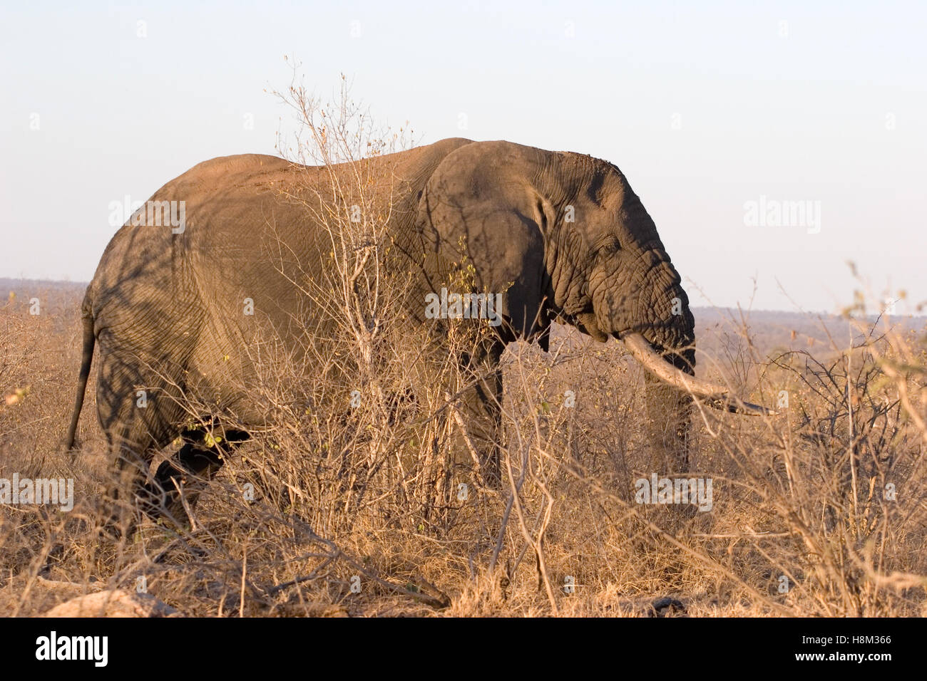 elephant in kruger national park in south africa Stock Photo - Alamy
