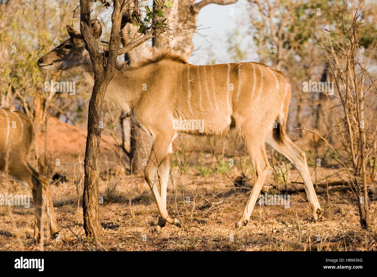 kudu in the kruger national park in south africa Stock Photo - Alamy
