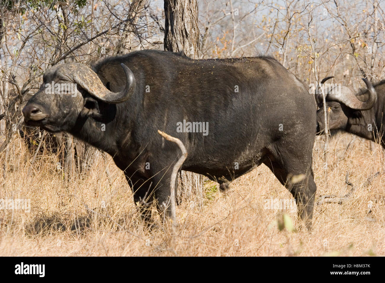 Old bull buffalo south africa hi-res stock photography and images - Alamy